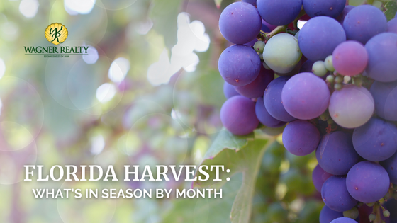 Florida Harvest: What's in Season by Month | Wagner Realty