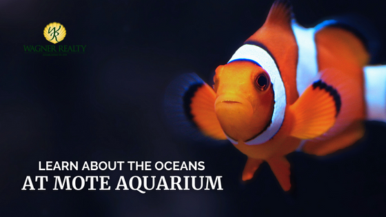 Learn About the Oceans at Mote Aquarium | Wagner Realty